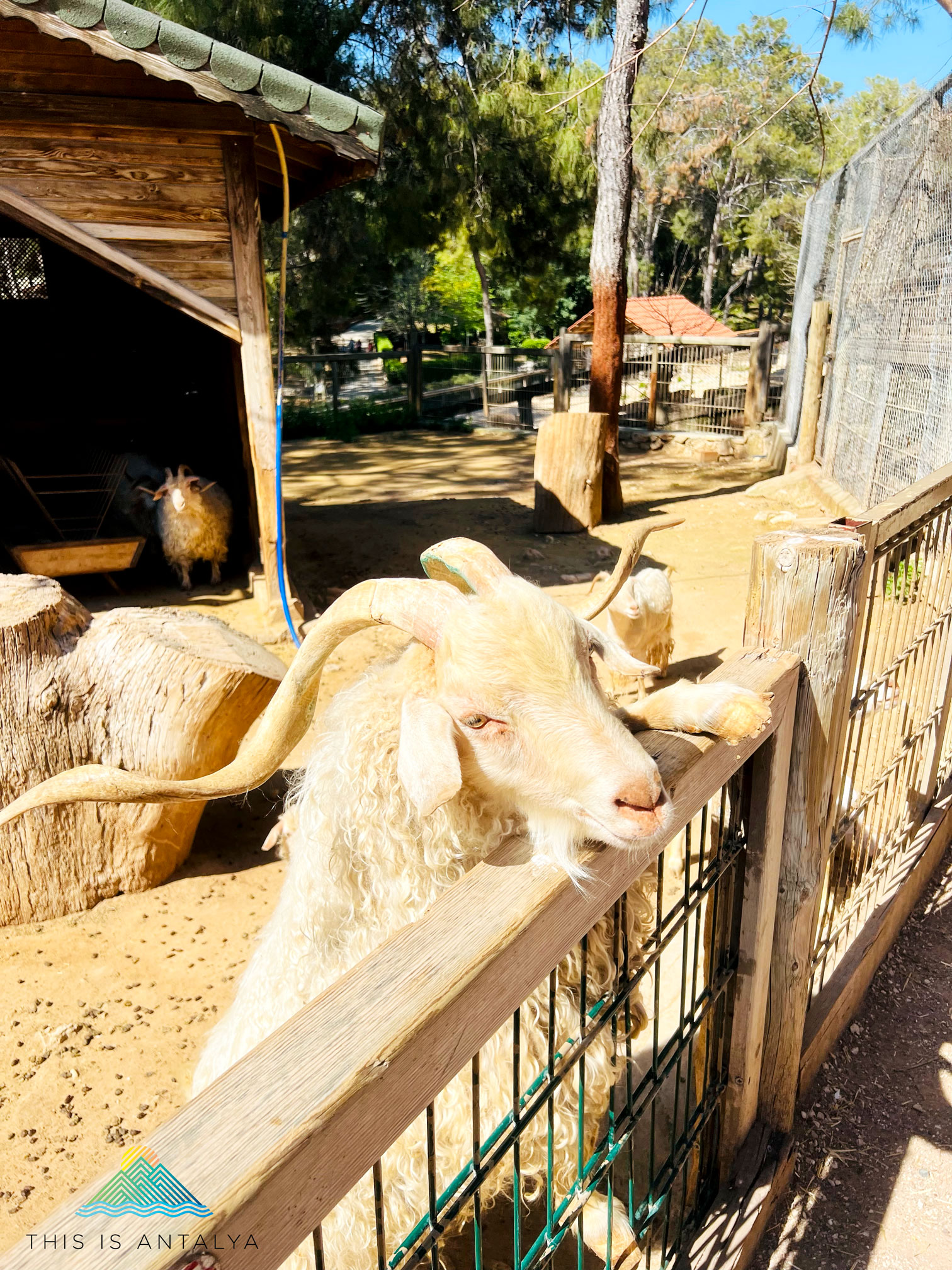Antalya Zoo - This is Antalya For Visitors Find Out What To Do